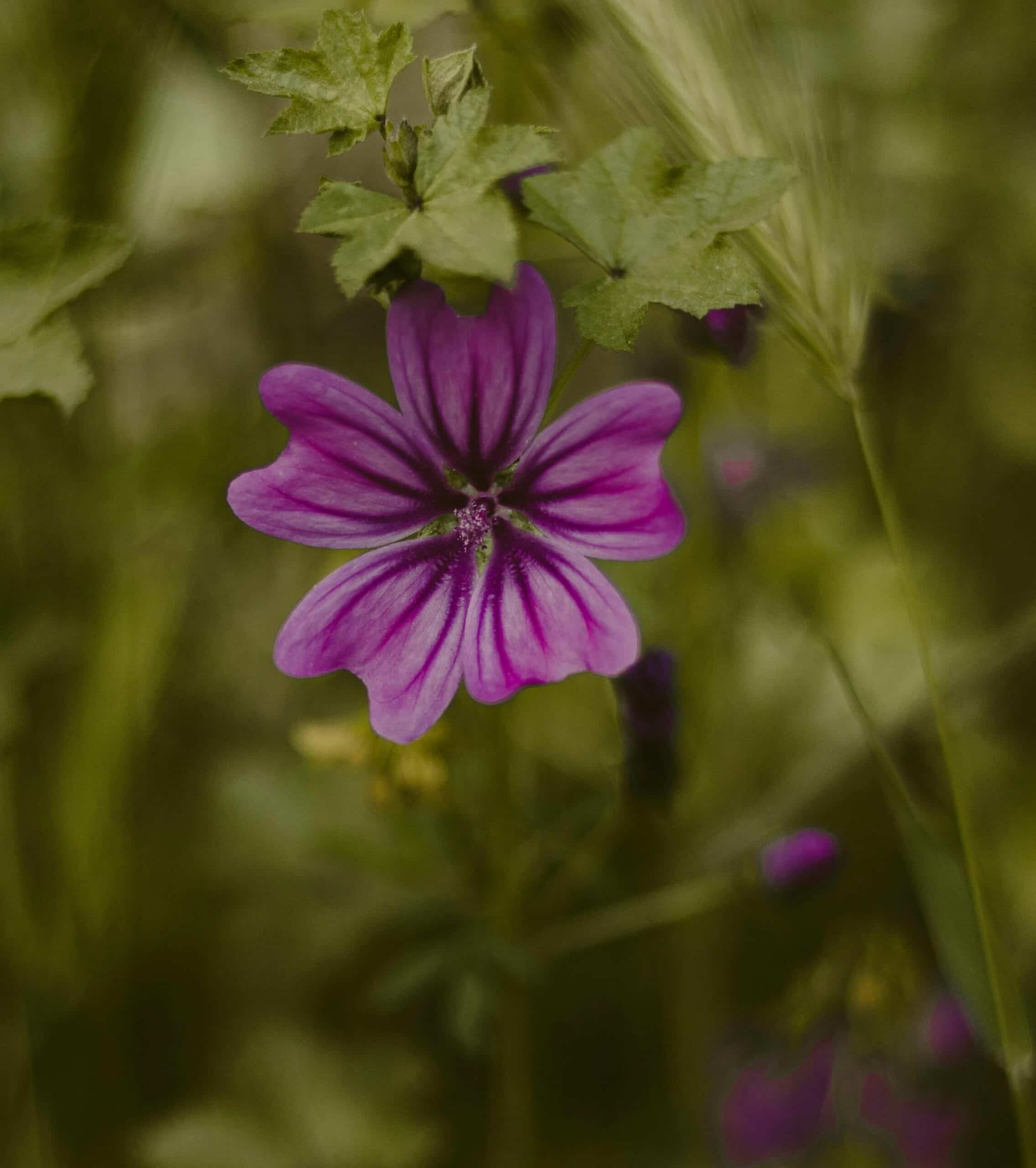 Mauve, un trésor pour votre santé | L'Herboristerie de Jeanne